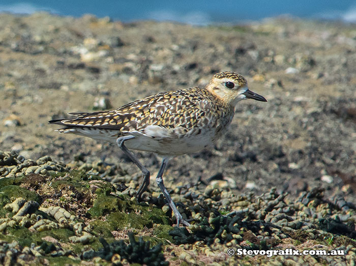 Pacific Golden Plover Australian Birds