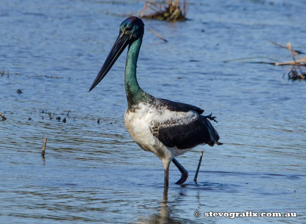 Spoonbills, Brolga & Storks – Australian Birds